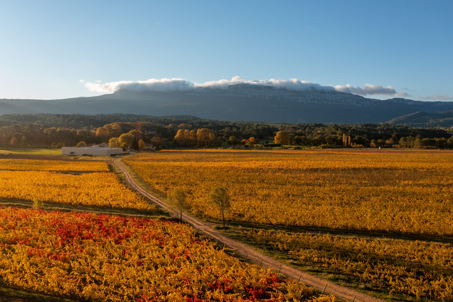 満員御礼 定員に達しました：「ドメーヌ・ド・トリエンヌ 当主アレック・セイス氏来日記念ディナー」5種との極上ペアリングディナー開催！ - whynot?でセレンディピティな出会いを